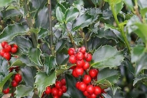 Blue Prince/Princess Holly