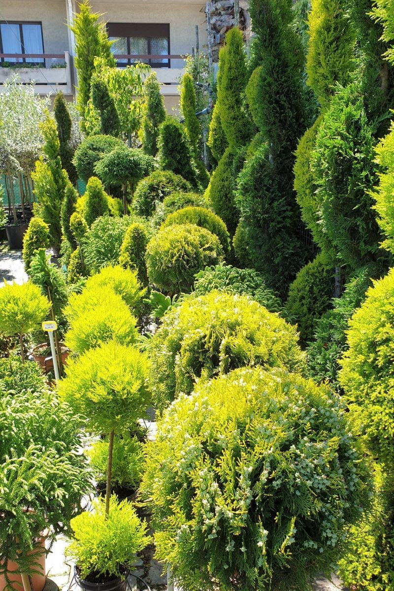 Piante da esterno | Pescara | Vivaio Valpescara Garden