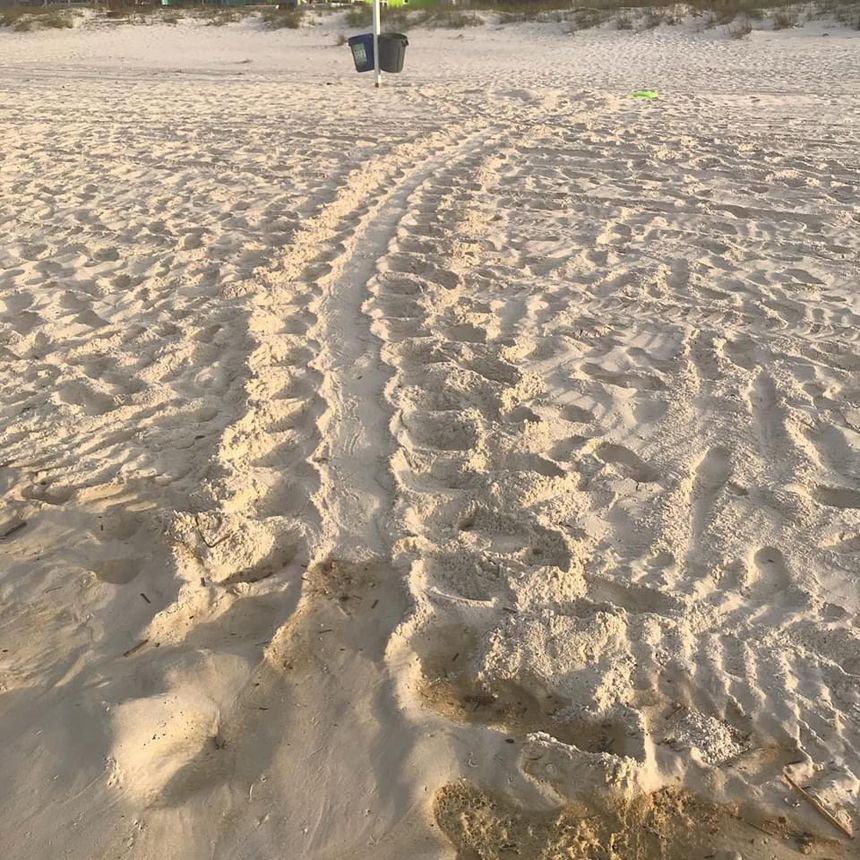 First Sea Turtle Nest in Alabama for the 2020 Season