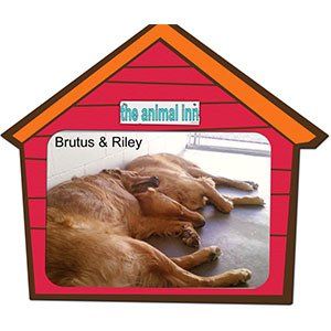 Happy Pets | Las Vegas Strip, NV | The Animal Inn