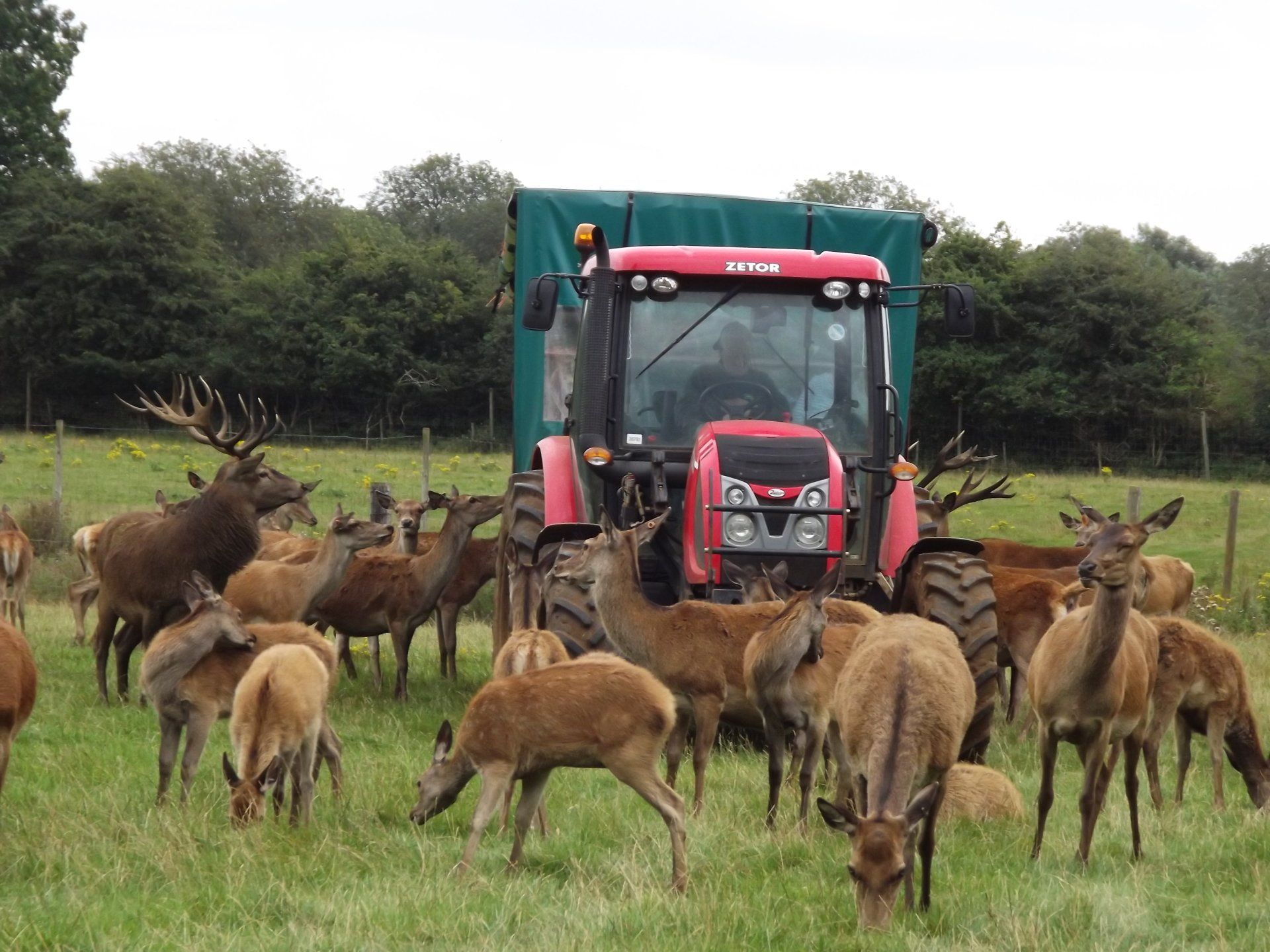 Deer Safari | Norfolk | Snettisham Park Farm