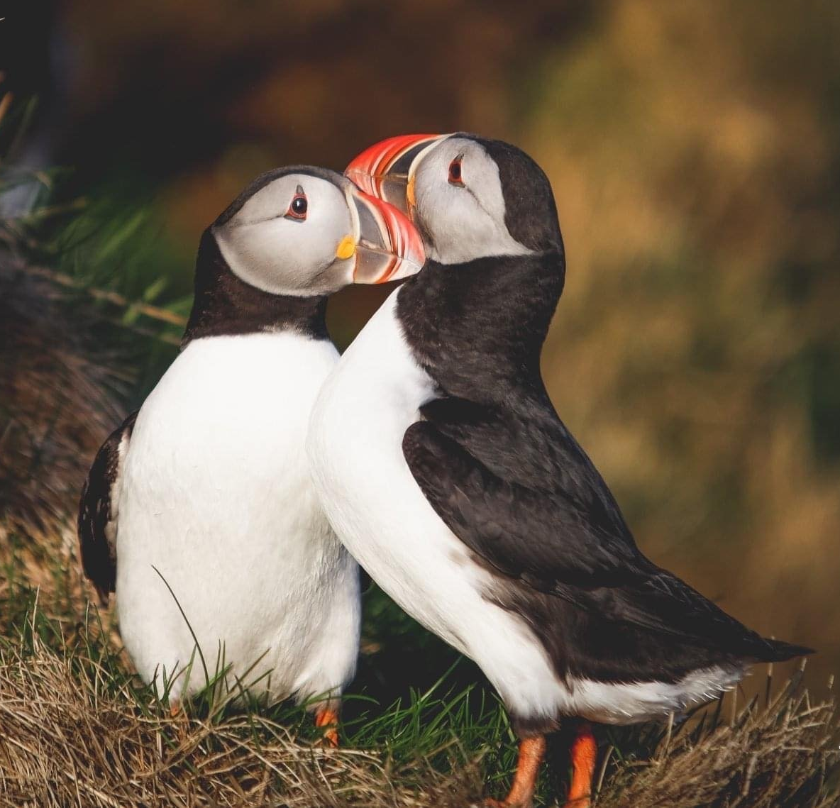 Puffin and Volcano Tour - See the Biggest Puffin colony in the World