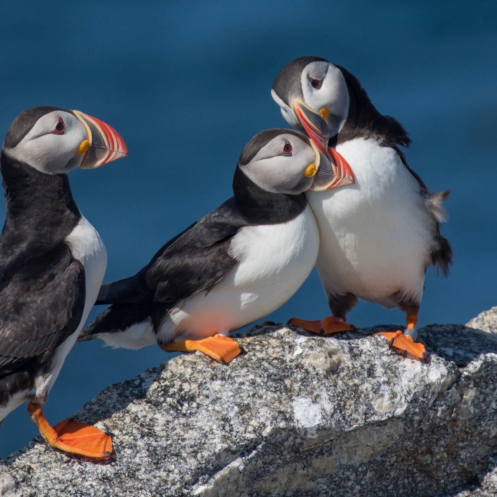 Puffin and Volcano Tour - See the Biggest Puffin colony in the World