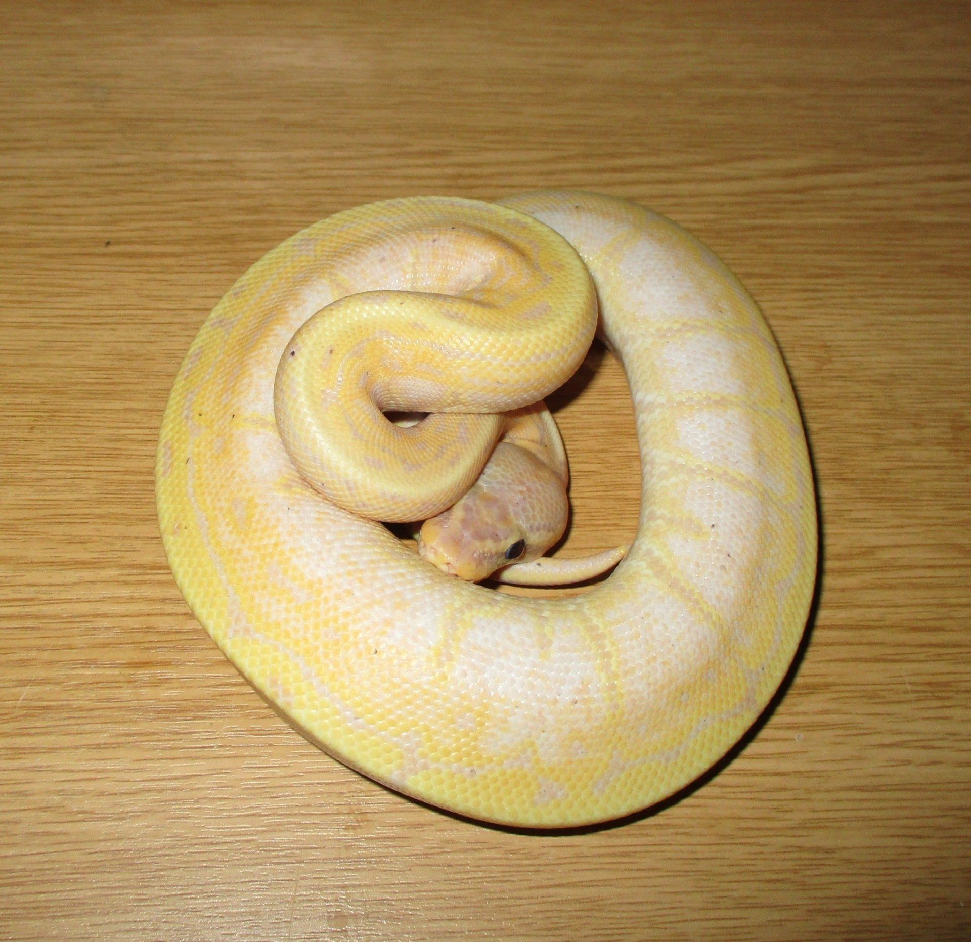 Reptile shop | Durham | Seaham Pets, Gardens & Reptiles