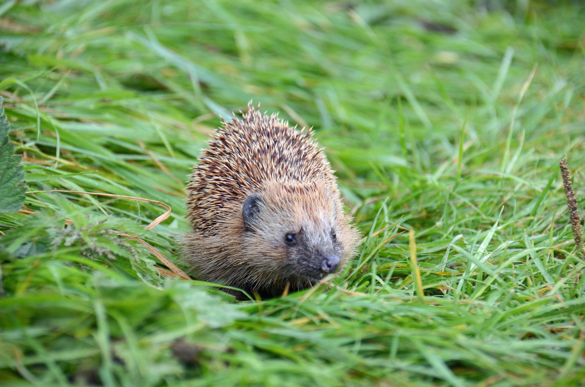 Wilde dieren - Fotoversjes uit de natuur - Kinderboek