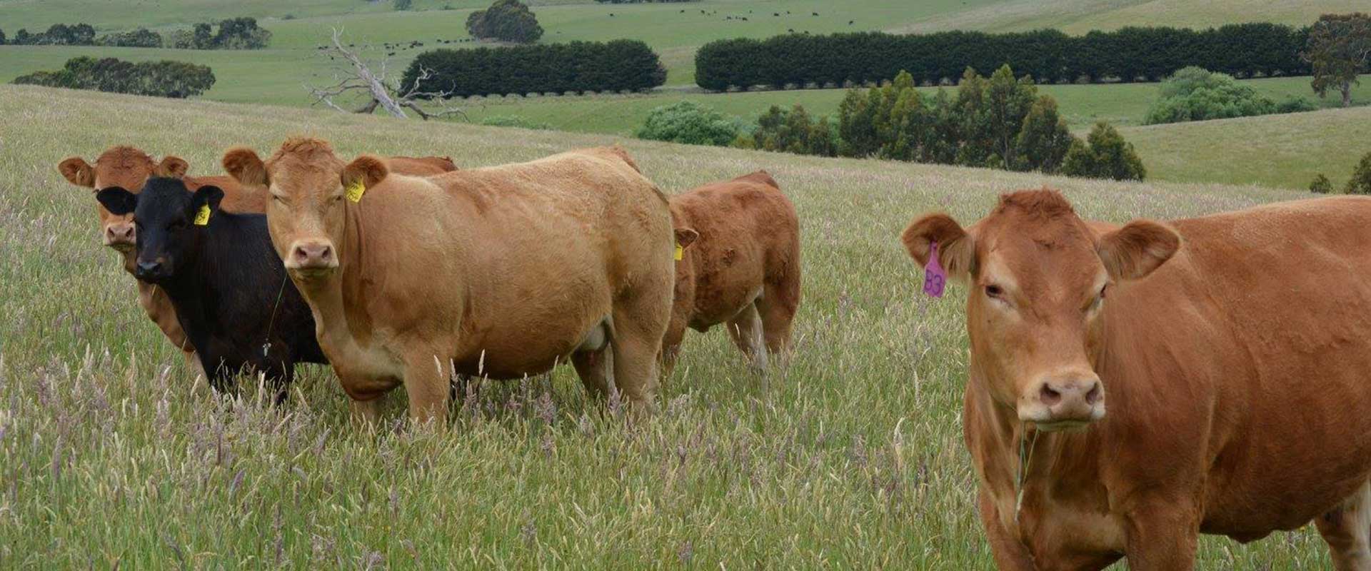 Database - Australian Limousin Breeders’ Society Ltd
