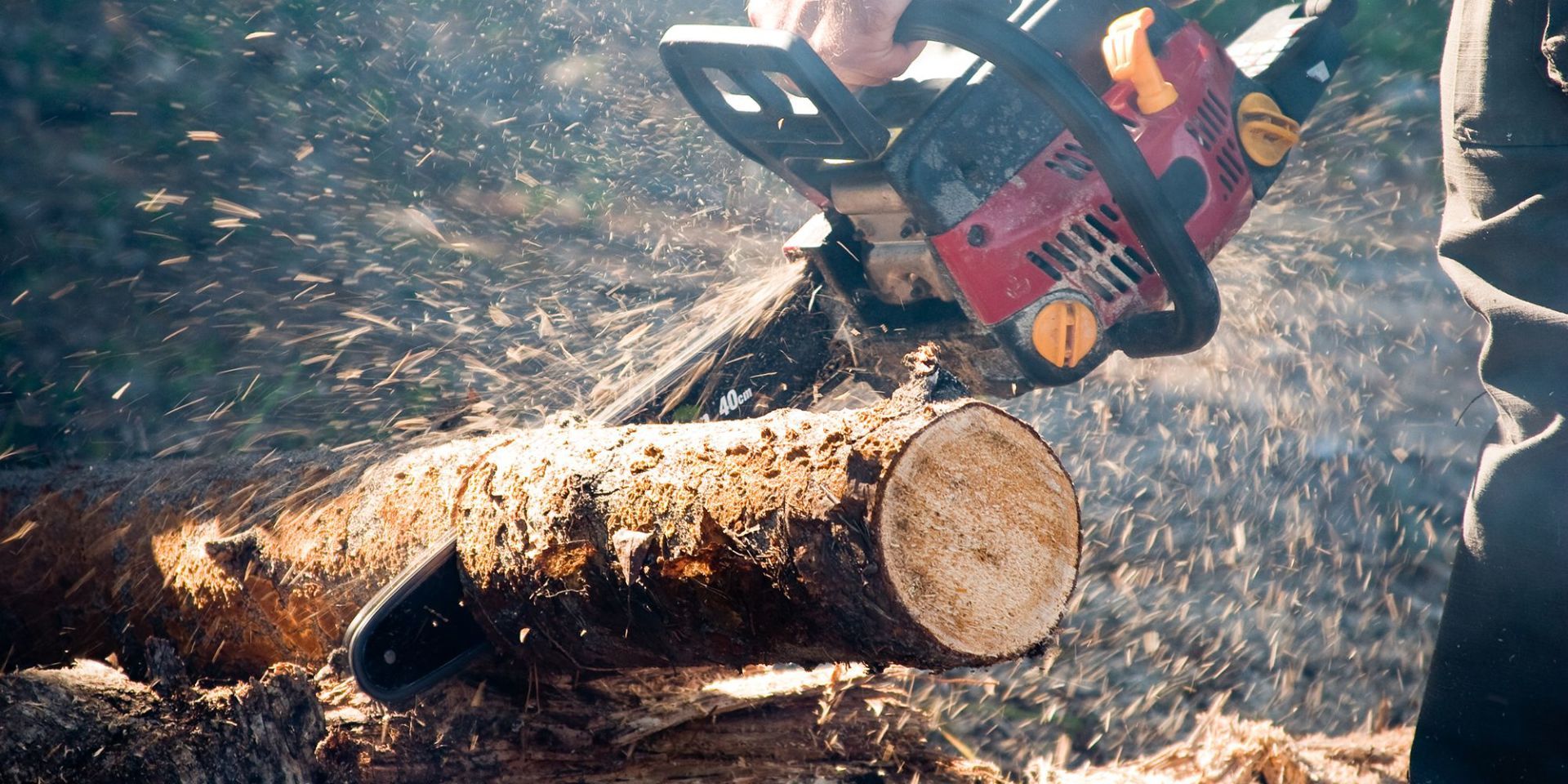 Why Choose Pro Cut Tree Services For Adelaide Tree Removal why-choose-pro-cut-tree-services-for-adelaide-tree-removal