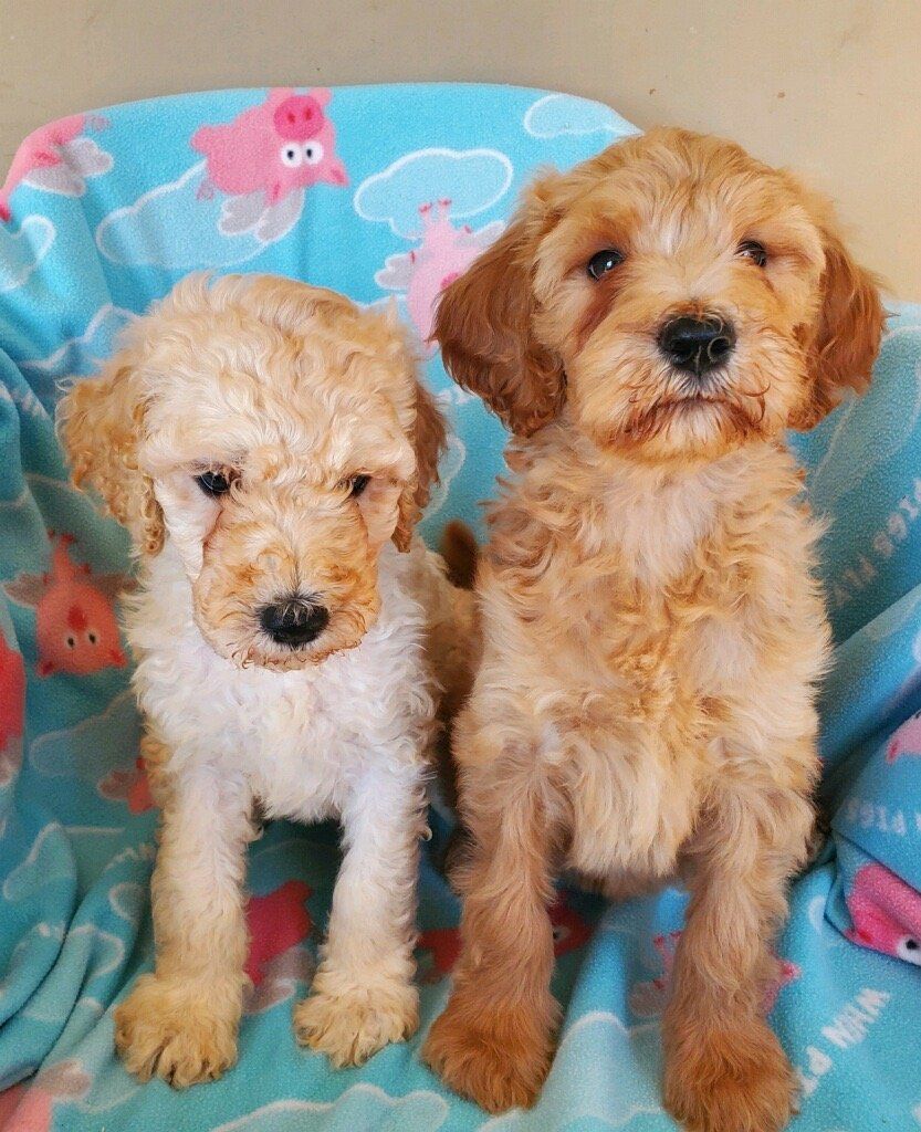 Buy a Puppy | Fort Myers, FL | Lil Rascals Puppies