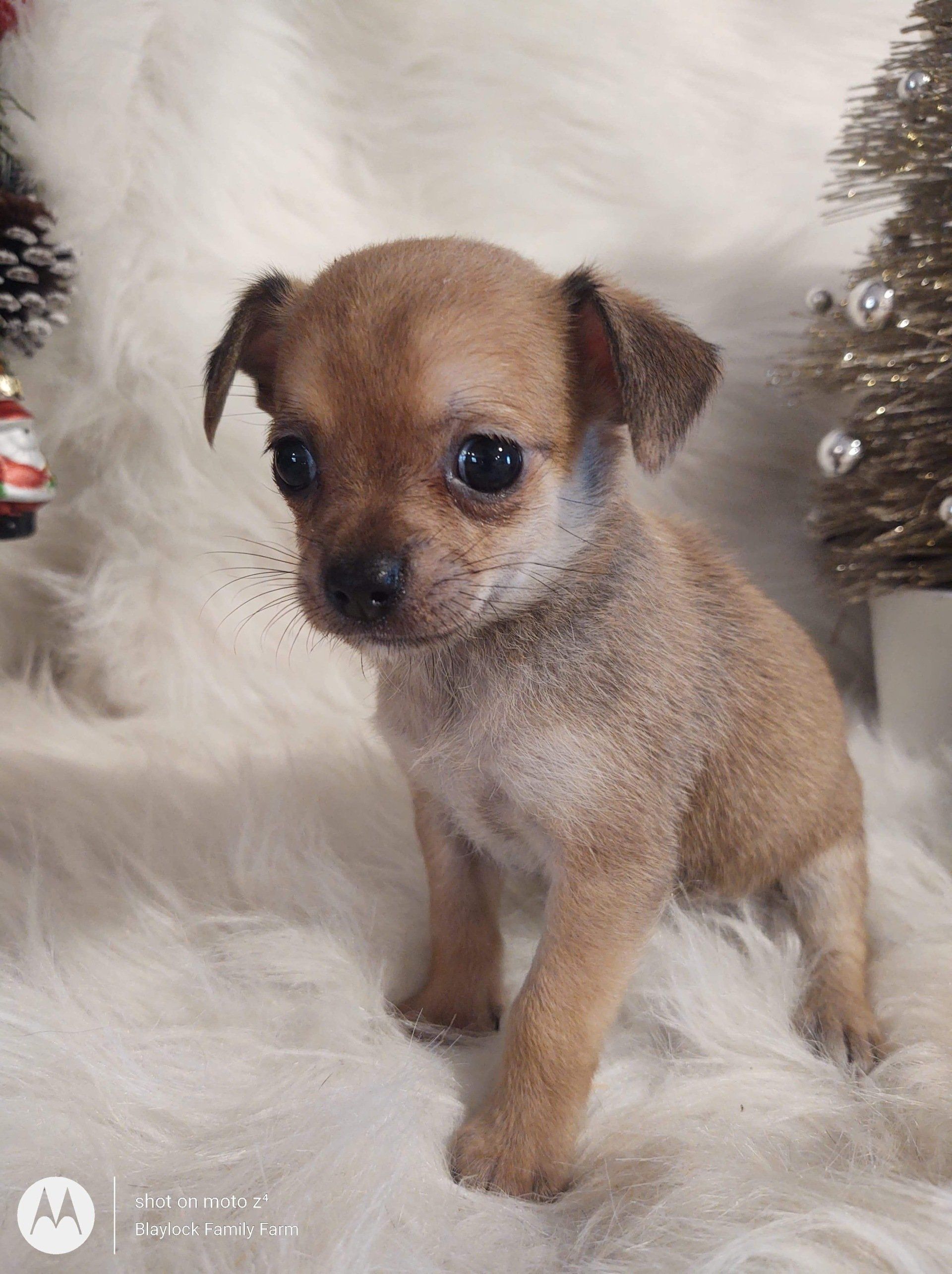 Buy a Puppy | Fort Myers, FL | Lil Rascals Puppies