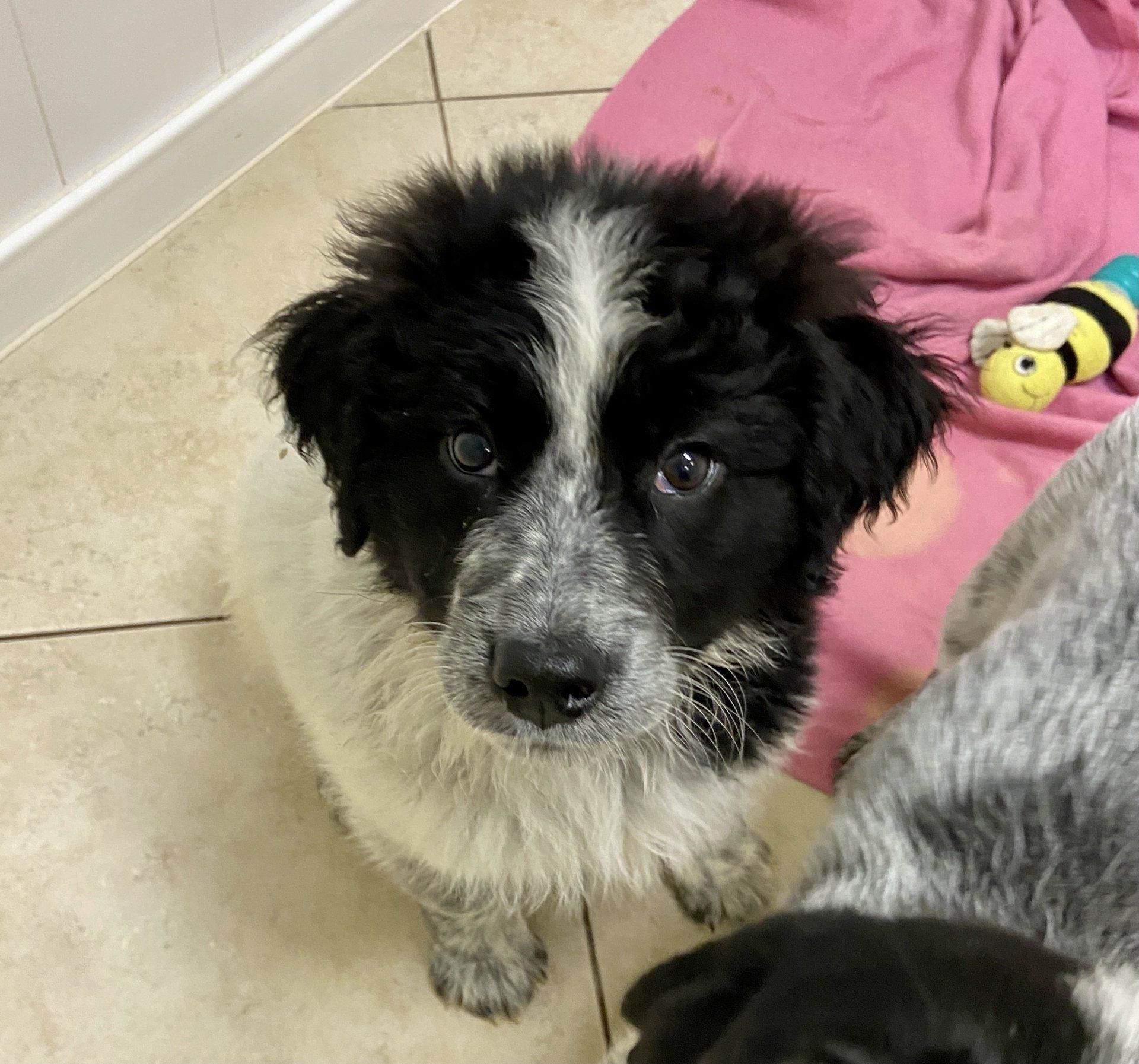 Buy a Puppy | Fort Myers, FL | Lil Rascals Puppies