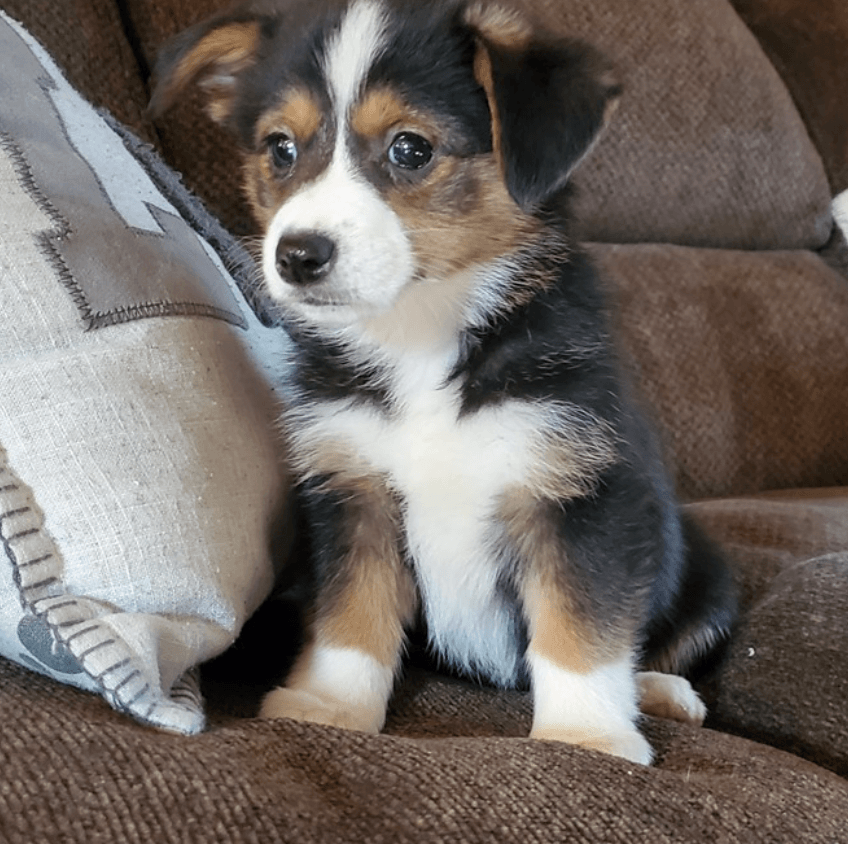 Buy a Puppy | Fort Myers, FL | Lil Rascals Puppies