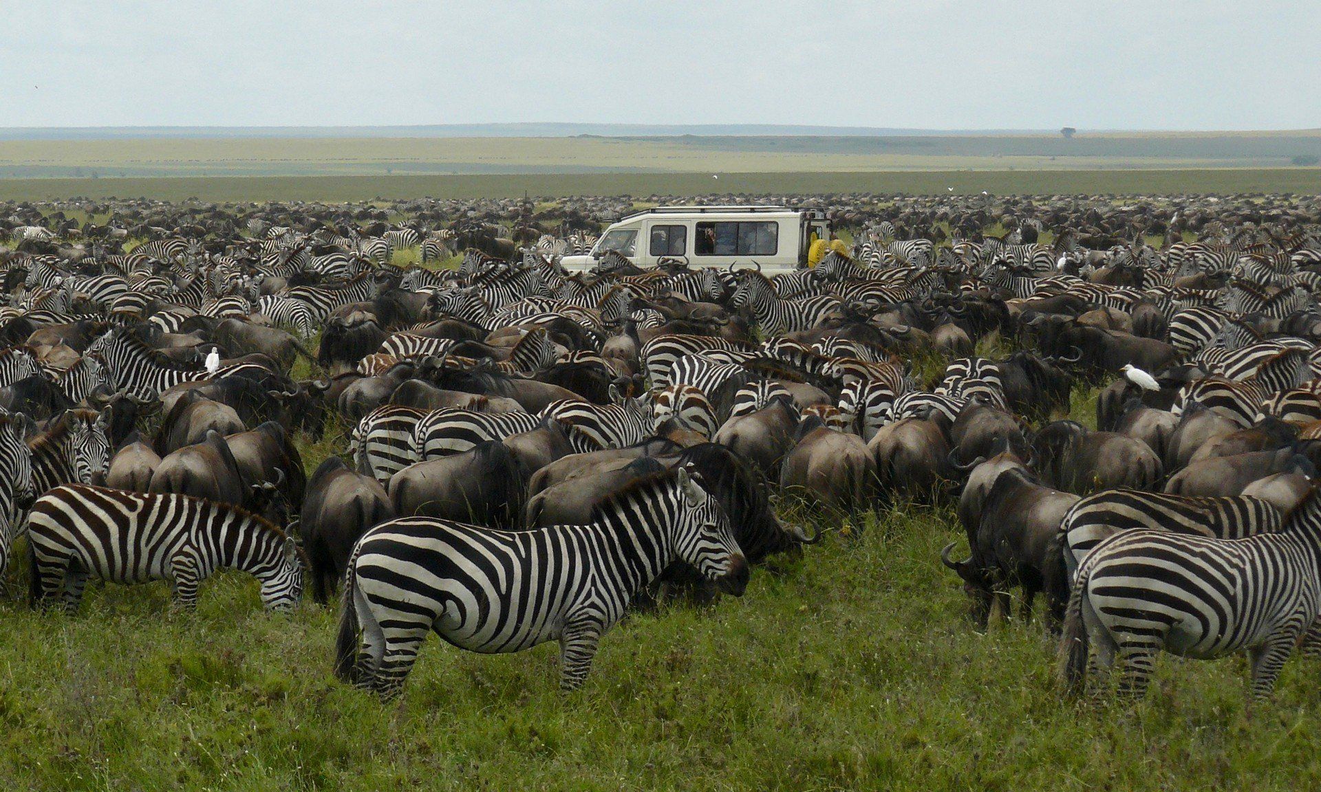 Wildebeest Migration - Predators Safari Club