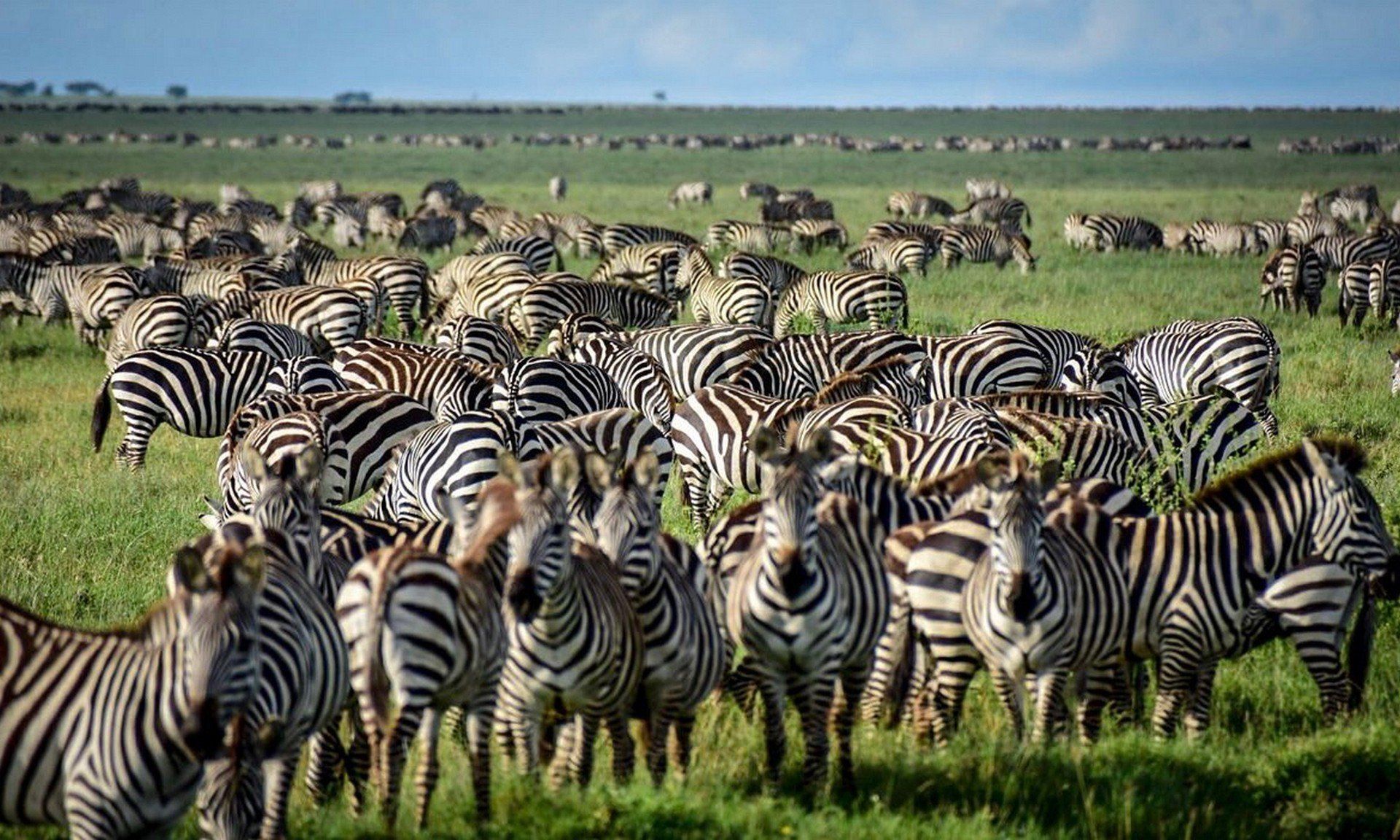 Wildebeest Migration - Predators Safari Club