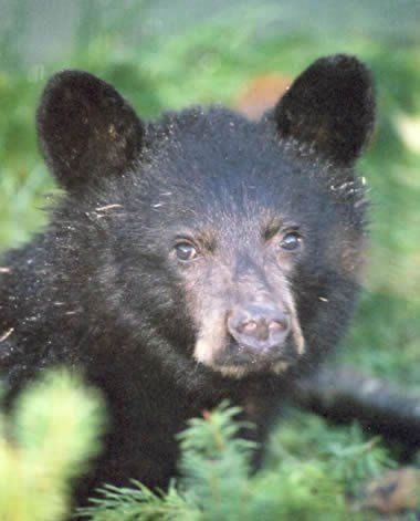 Critter Care Wildlife