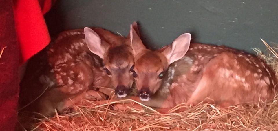 Fawn Babies