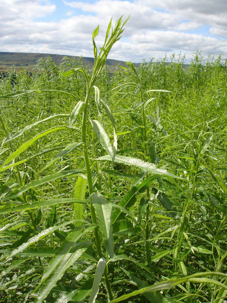 Willow for Sale, Willow Rods, Whips, Withies , Sticks