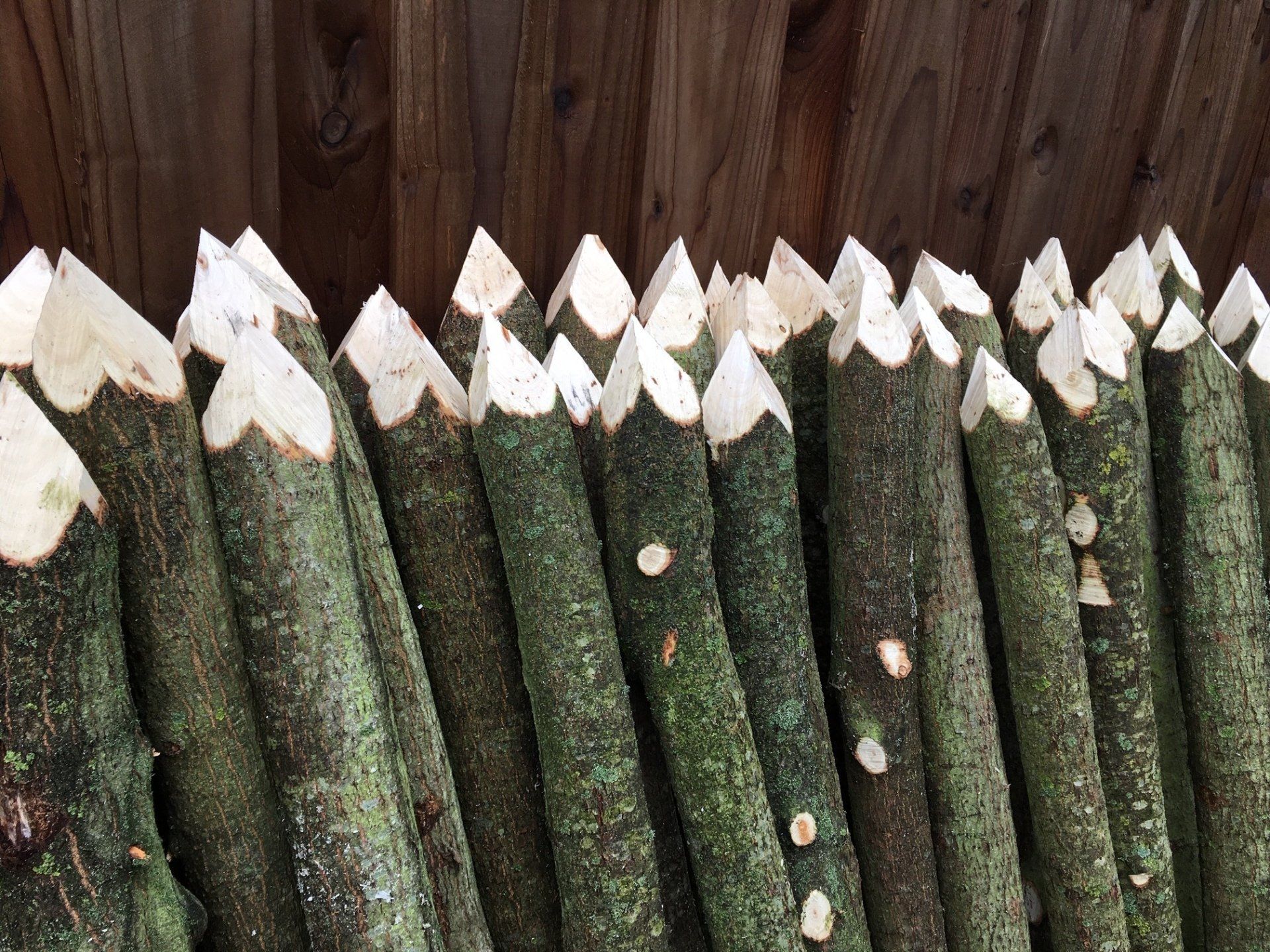 Willow Spiling Riverbank Stabilisation