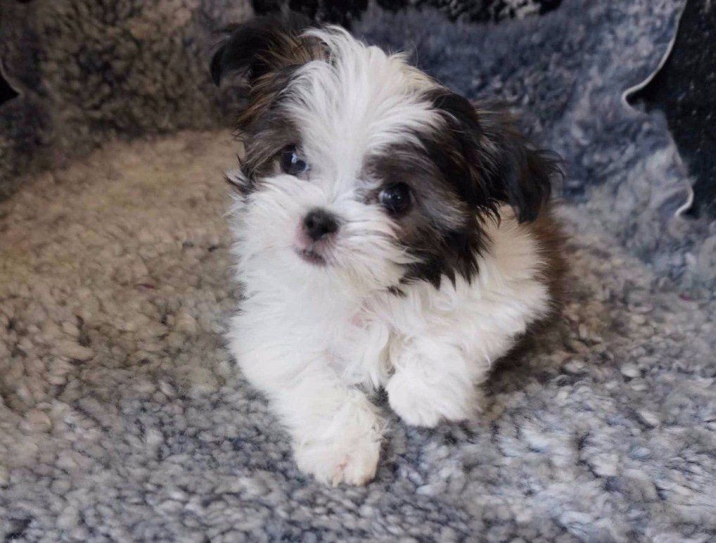 Rare Gem Mi-Kis |Miki.com | Mi-Ki Puppies for Sale