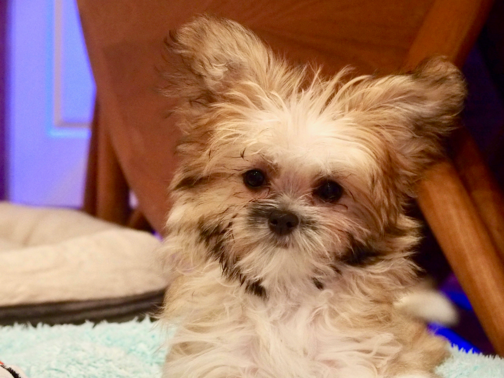 Rare Gem Mi-Kis |Miki.com | Mi-Ki Puppies for Sale