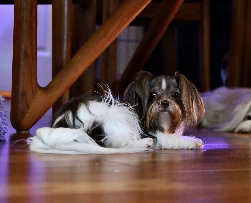 Available Mi-Ki Puppies- Rare Gem Mi-Kis in Ohio