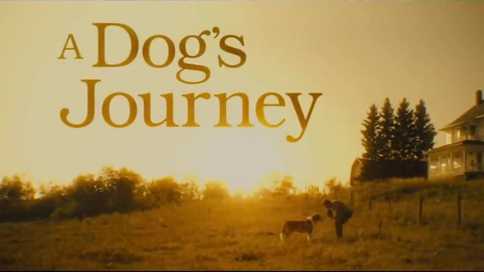 A DOG'S JOURNEY (2019) Visual Review