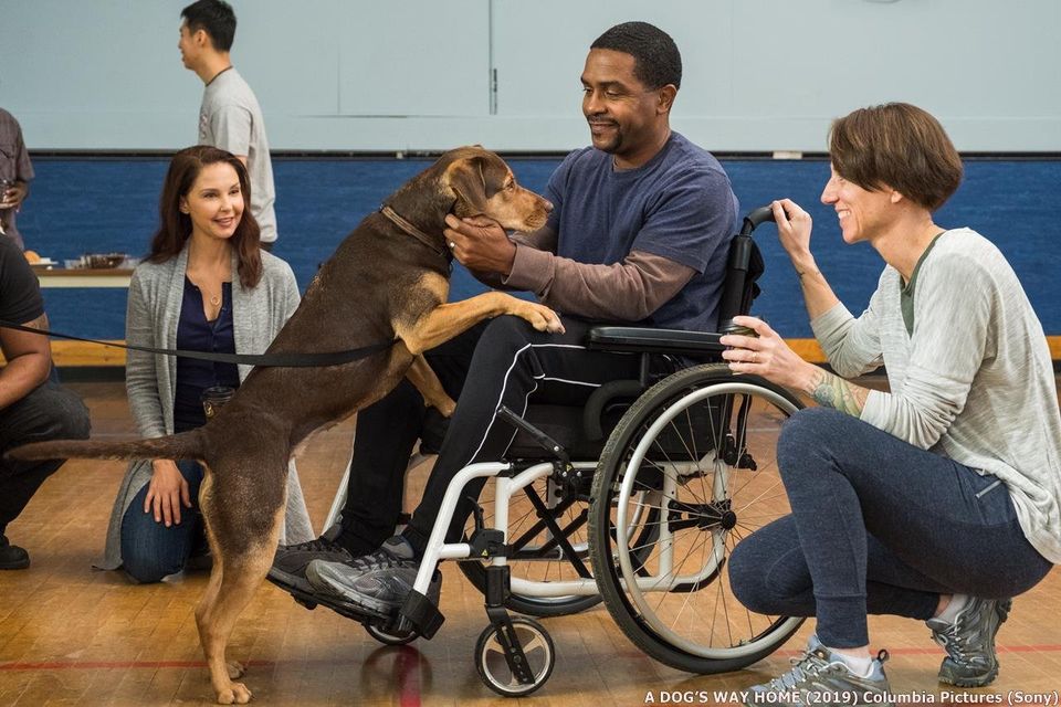 A DOG’S WAY HOME (2019) Photo Gallery