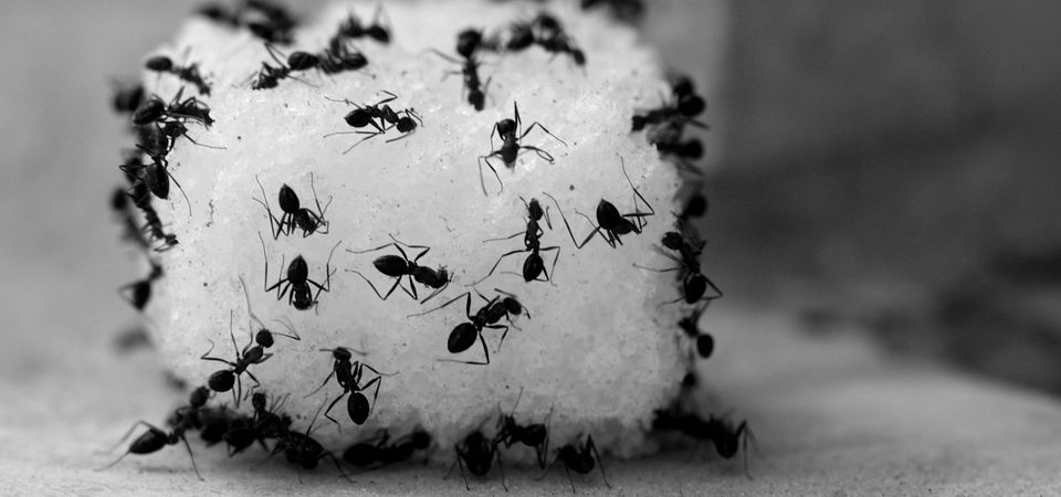 Insect Infestation Control in Devon