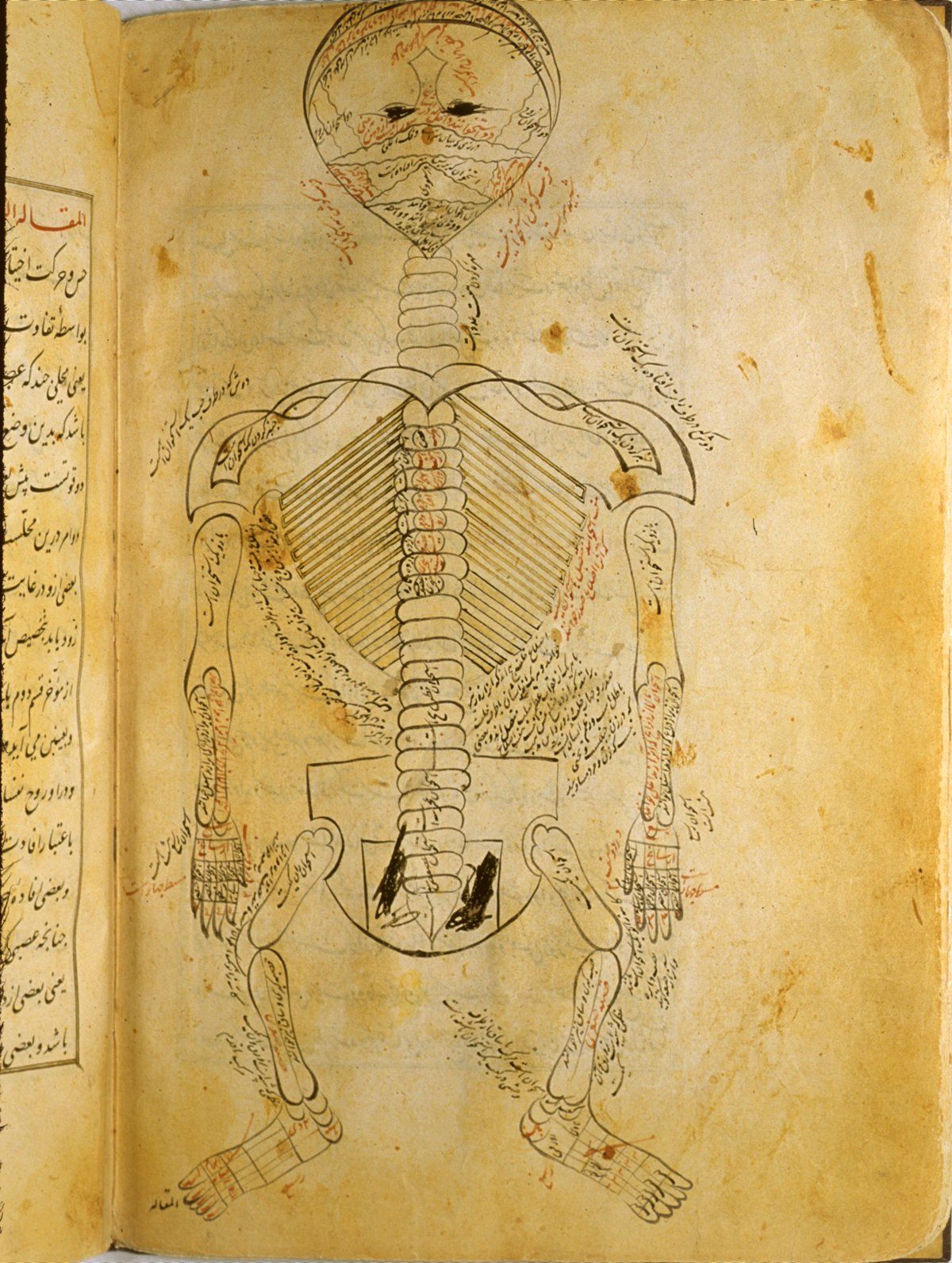 Manuscripts on Medical Monographs