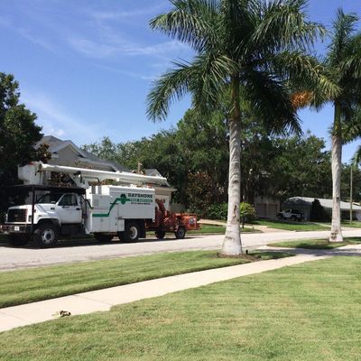 Commercial & Residential Tree Service Company | Tree Company in Tampa