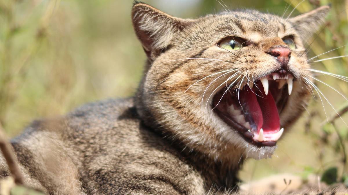 Australia s Largest Fencing Project To Keep Feral Cats Away australia-s-largest-fencing-project-to-keep-feral-cats-away