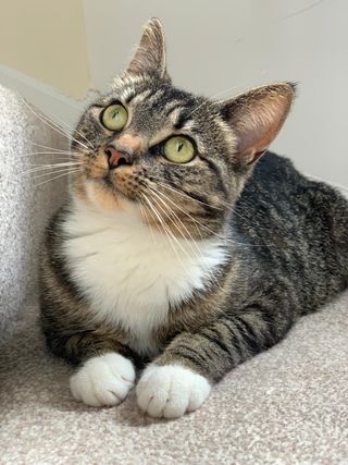 dog walking in derby | mickleover | littleover | belper |walkies and ...