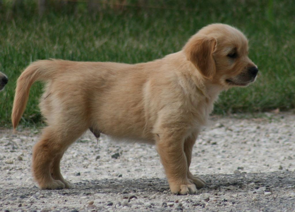 Venta de Perros Golden Retriever | Criadero en Mexico