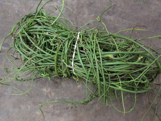 Wholesale Florist | Florist | Cut Flowers | Fresh Flowers | Wedding Flowers