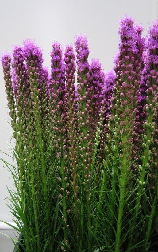 Wholesale Florist | Florist | Cut Flowers | Fresh Flowers | Wedding Flowers