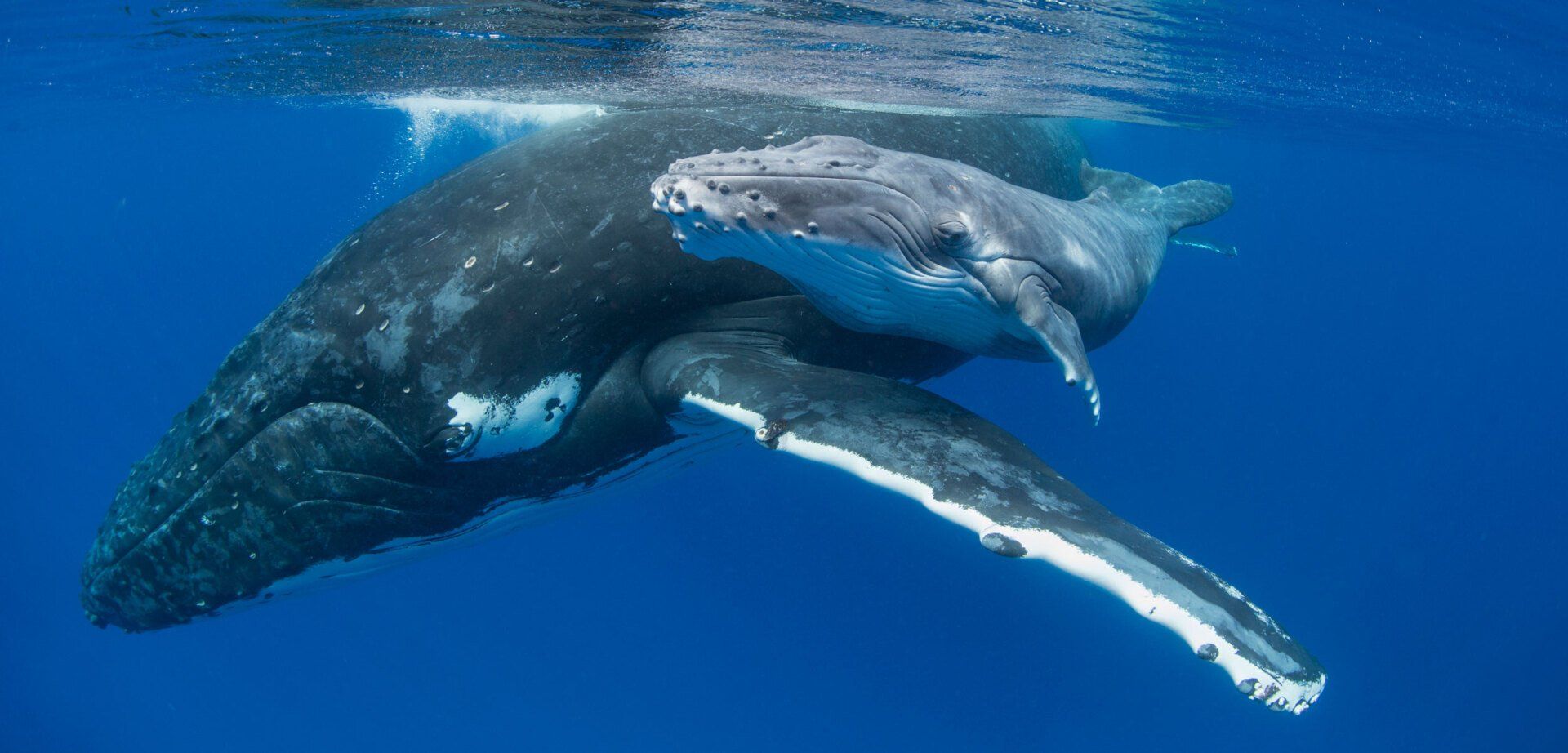 Deep-diving adaptations in the sperm whale