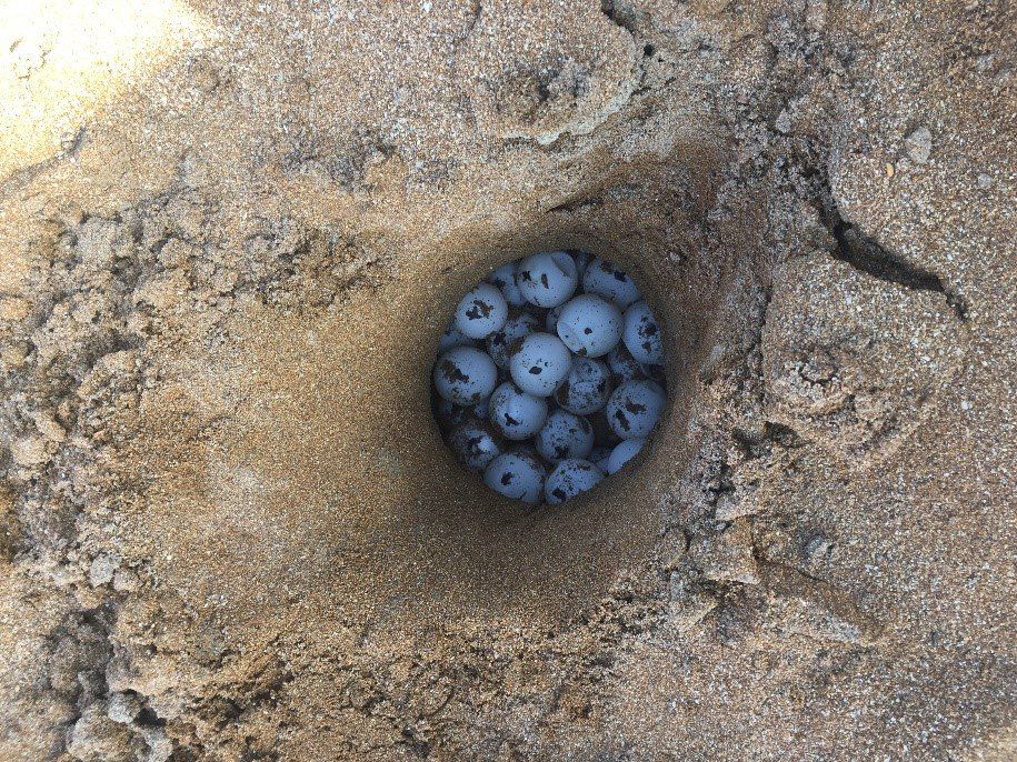 Where do sea turtles lay their eggs?