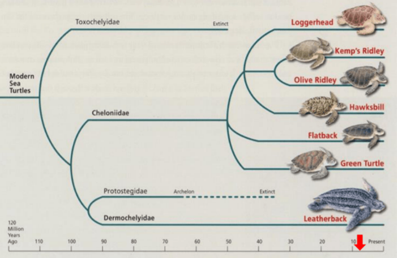 Saving the World’s Most Critically Endangered Sea Turtle