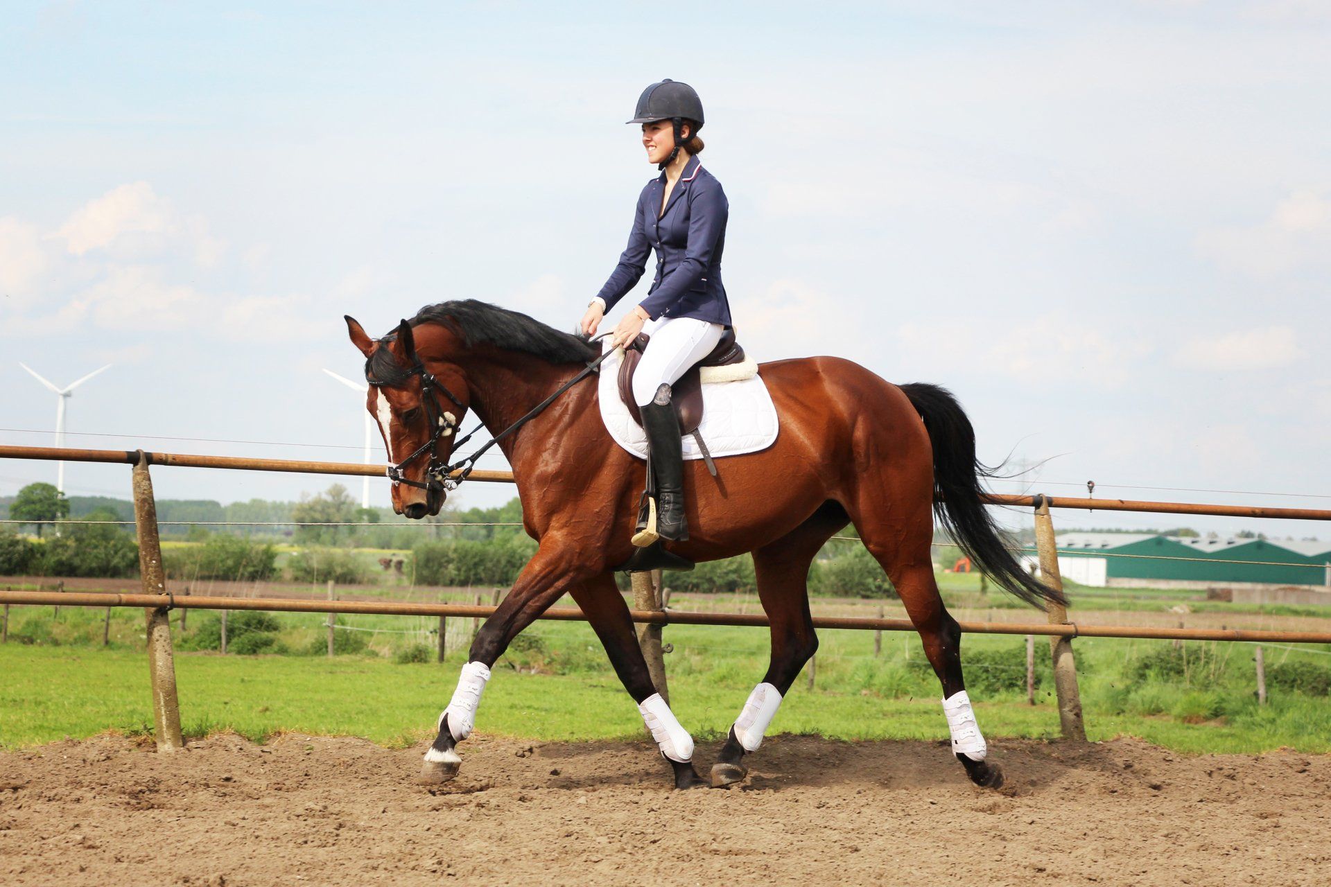 Wedstrijden dressuur en springen