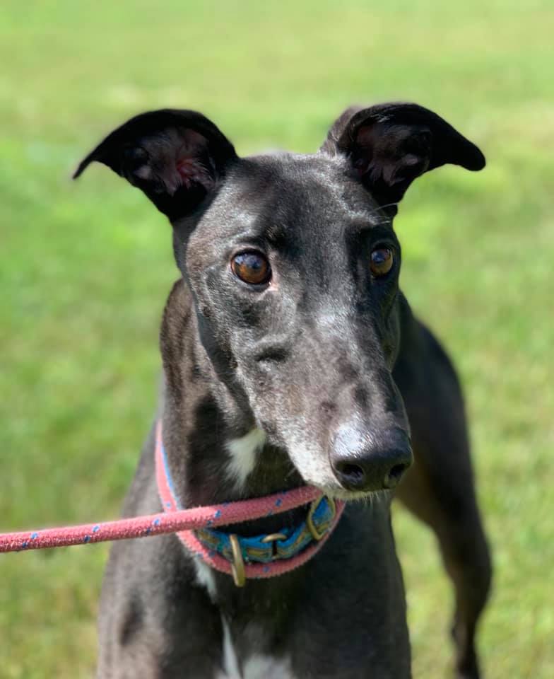 Retired Greyhound Trust - Croftview Kennels – Kent – Adopt a Dog