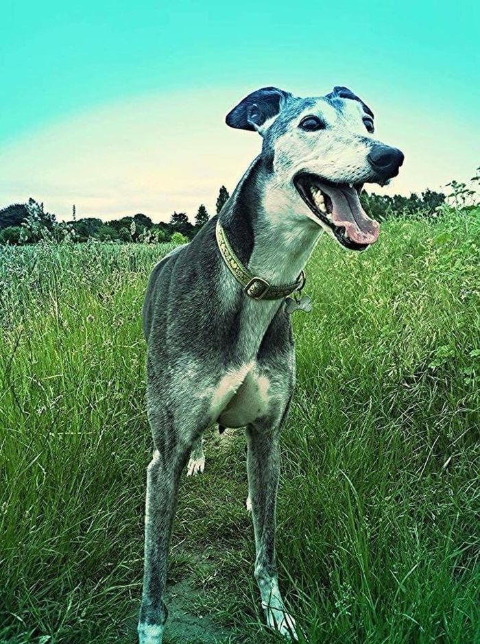 Rainbow Bridge - Croftview Kennels – Kent – Greyhound Rehoming