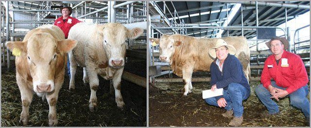 Glenlea Beef - Guyra, NSW - Stock For Sale