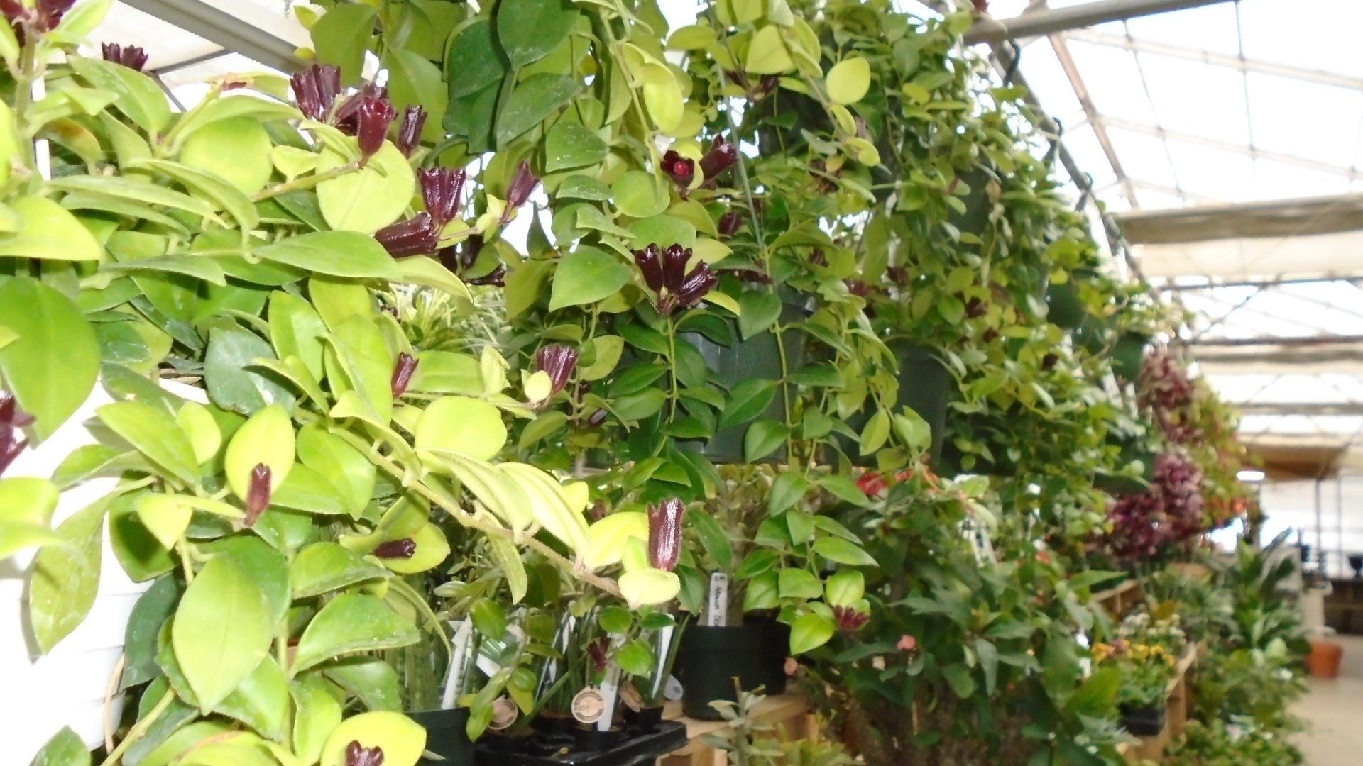 Sprague’s Nursery & Garden Center | Plant Nursery | Bangor, ME