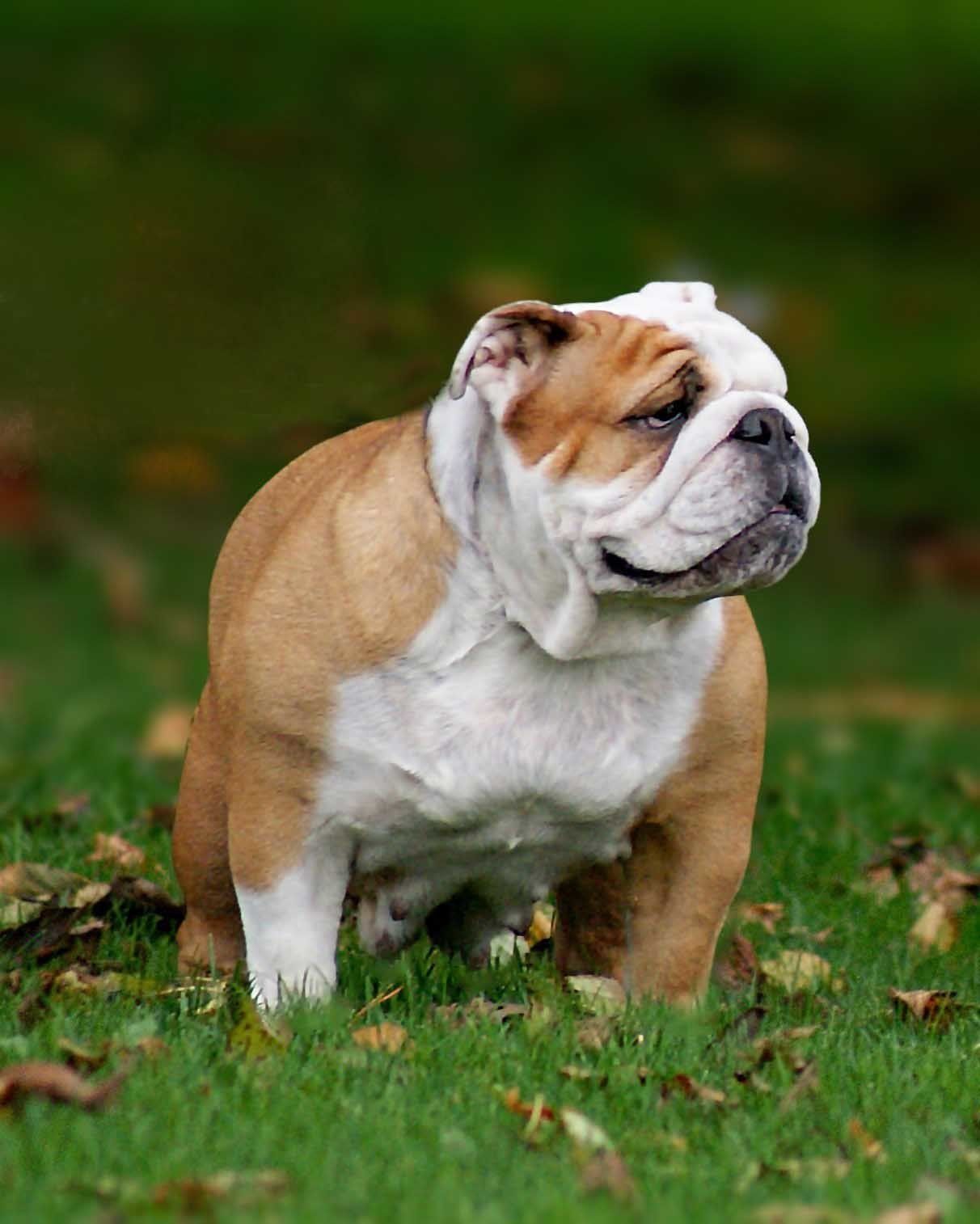 Bulldog Ingles en Venta | Criadero de Bulldogs Mexico