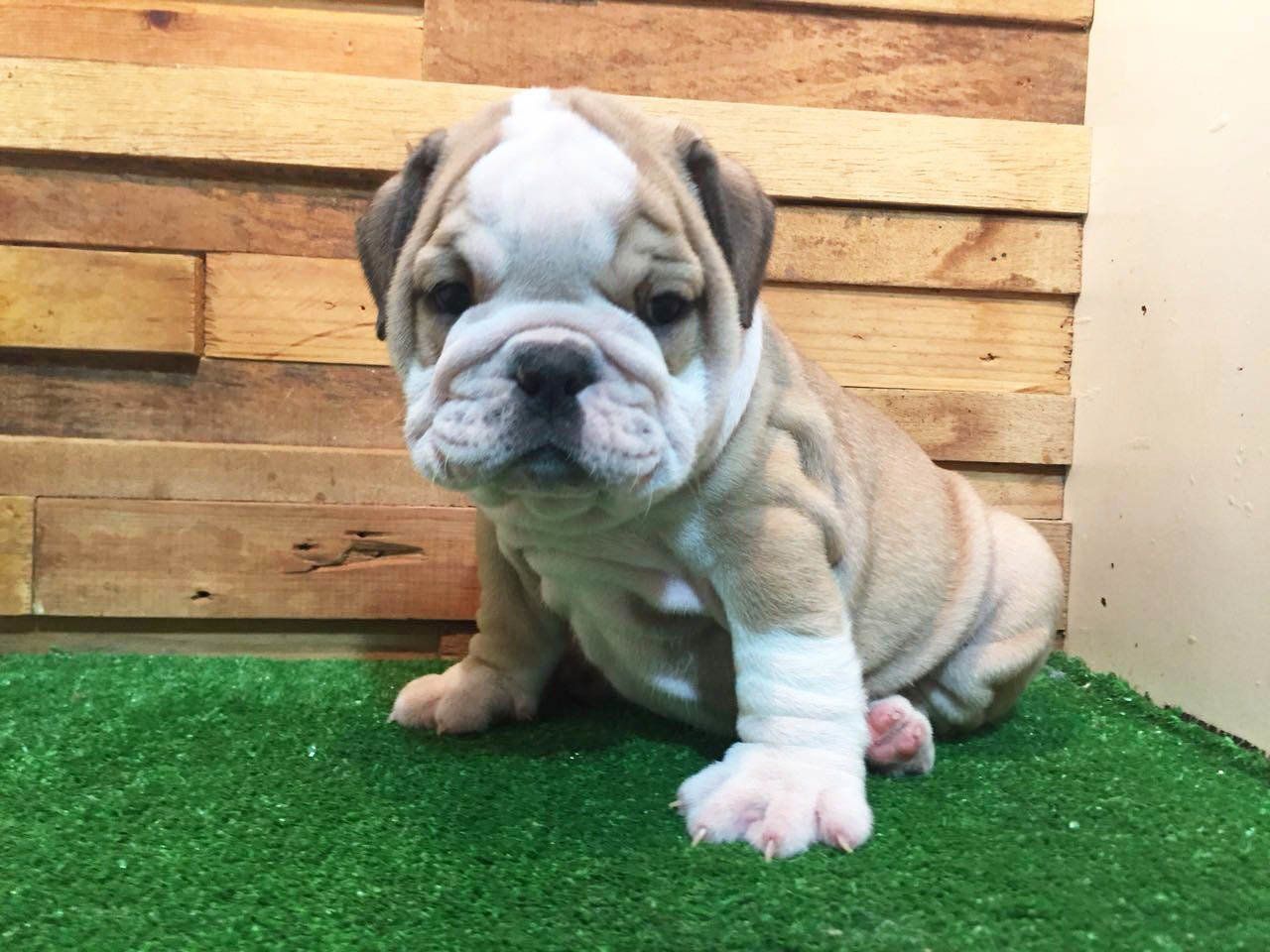 Bulldog Ingles en Venta | Criadero de Bulldogs Mexico