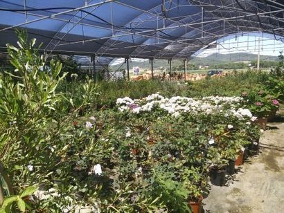 Vivaio Le Querce | Piante e fiori | Castiglione della Pescaia, GR