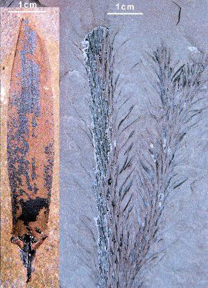 Sheffield Area Geology Trust - Lepidodendron Morphology