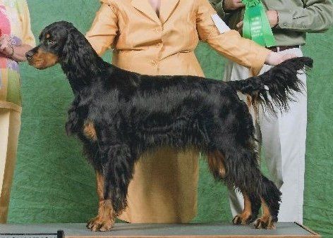 Lyric Gordon Setters Litters | Columbus, WI 53925