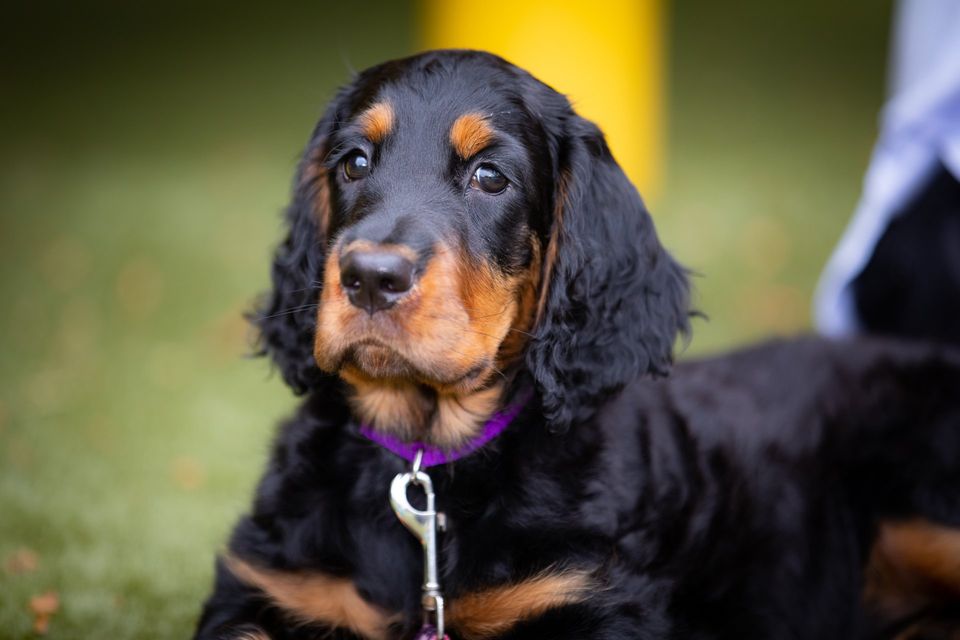 Lyric Gordon Setters | Columbus, WI 53925 920-350-1212