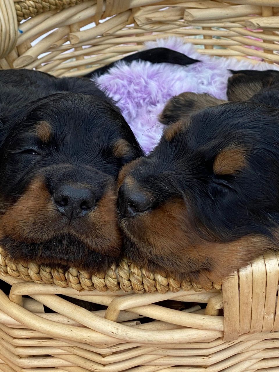 Lyric Gordon Setters | Columbus, WI 53925 920-350-1212