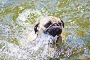 Pugs and Swimming - Pug Dog Information Center
